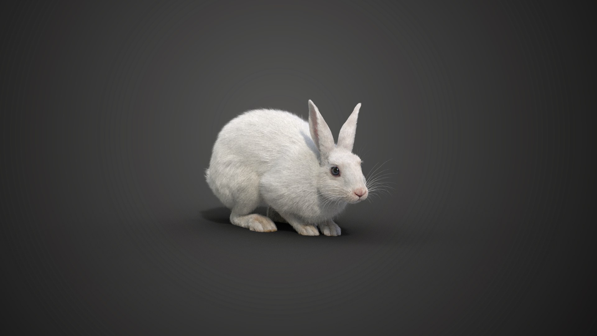 White rabbit Animated 3D model - TurboSquid 2004236