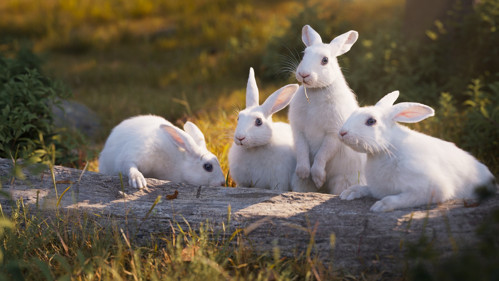 White rabbit Animated 3D model - TurboSquid 2004236