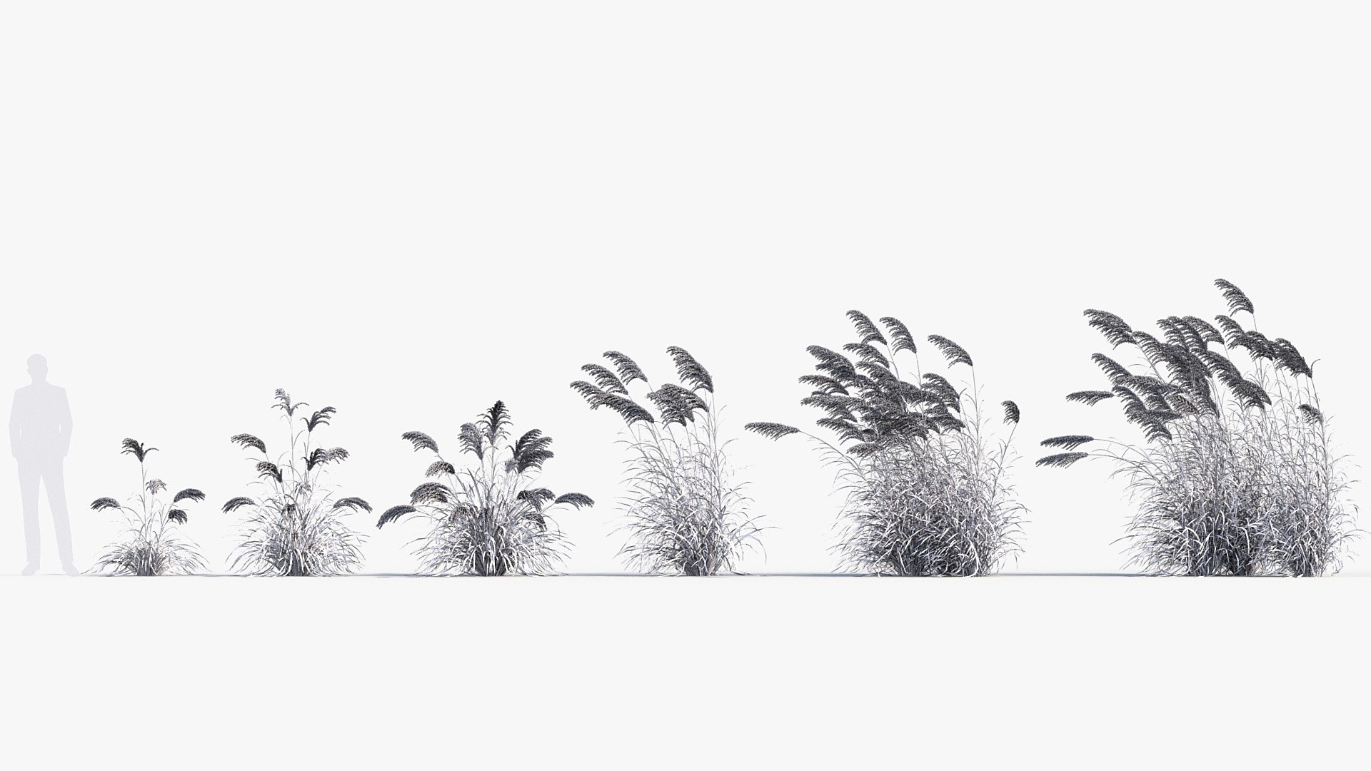 Miscanthus Sacchariflorus Amur Silver Grass 3D Model 01 3D Model ...