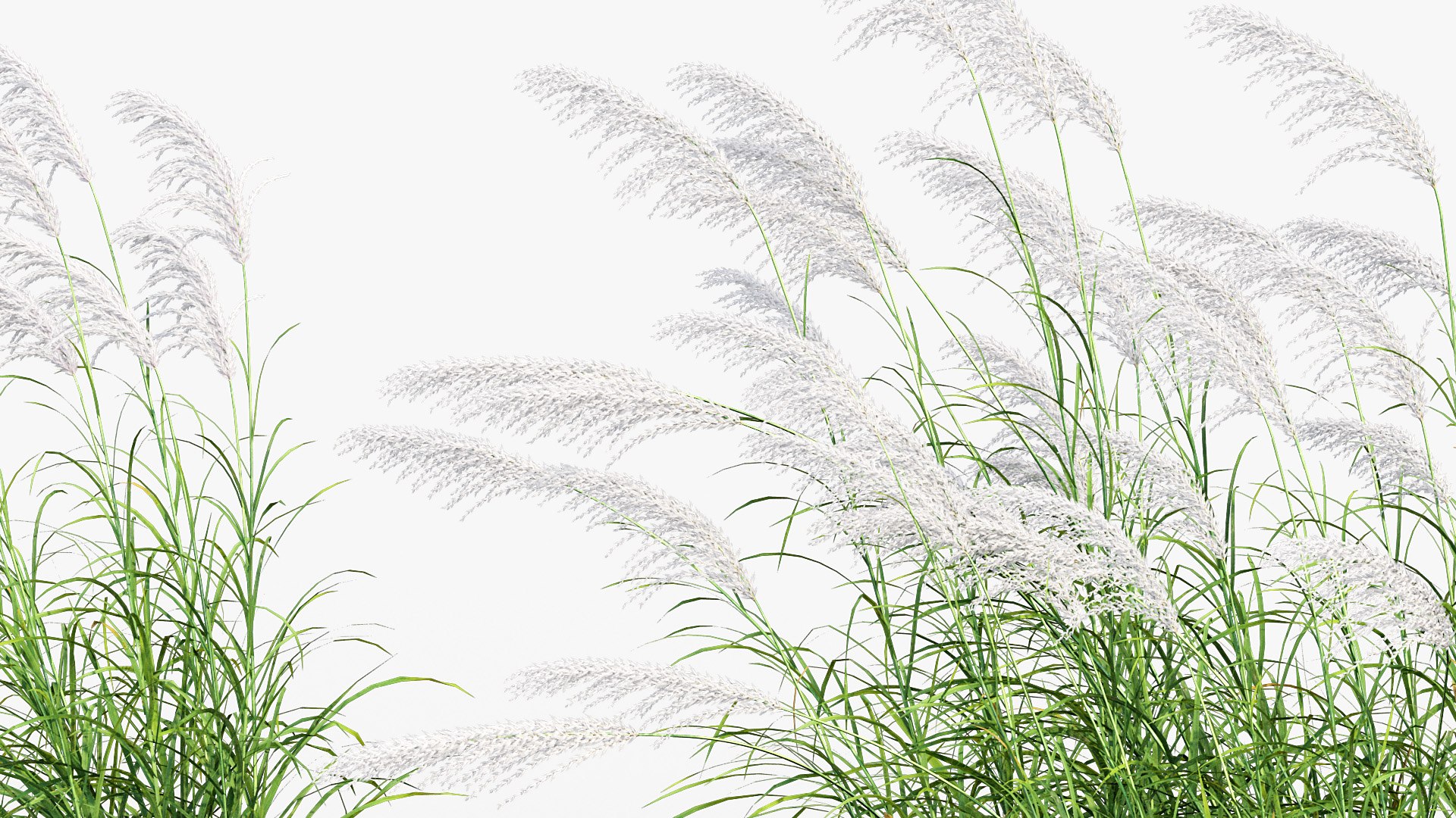 Miscanthus Sacchariflorus Amur Silver Grass 3D Model 01 3D Model ...