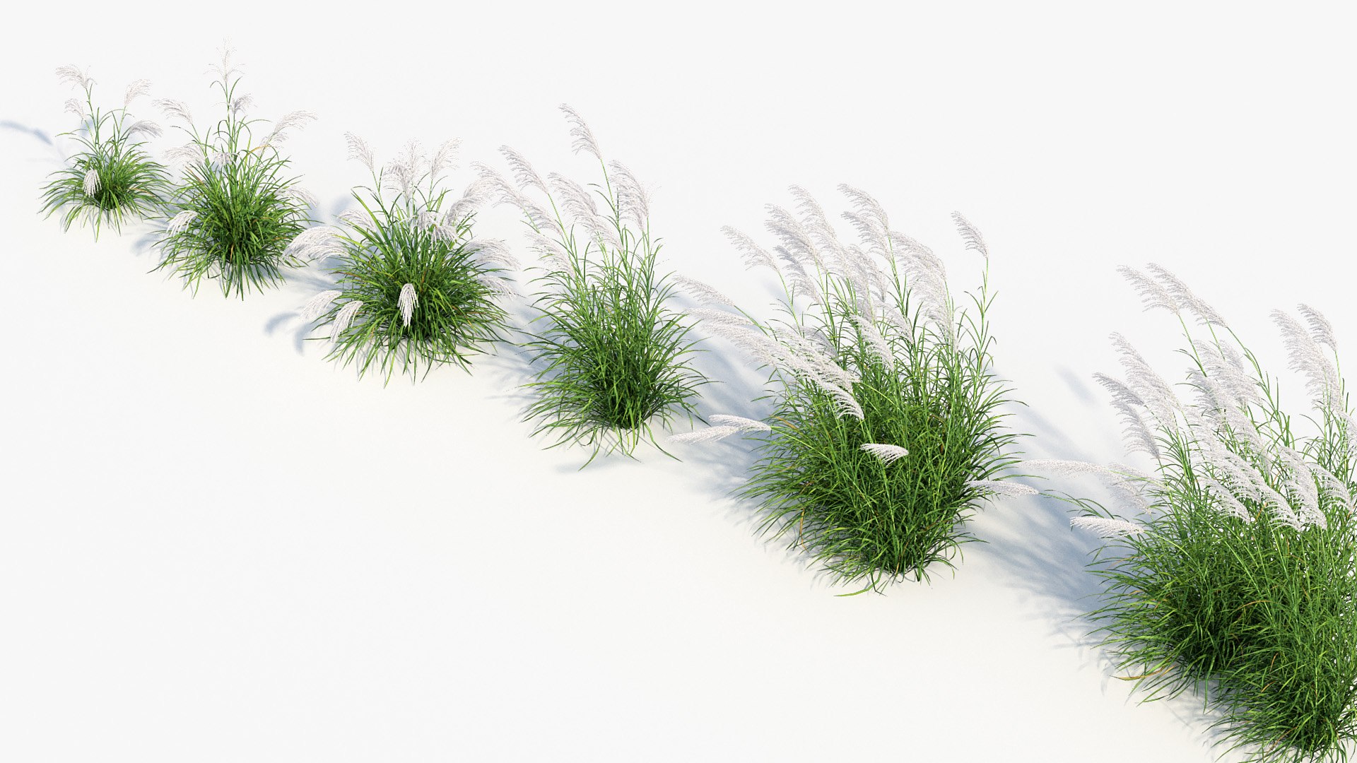 Miscanthus Sacchariflorus Amur Silver Grass 3D Model 01 3D Model ...