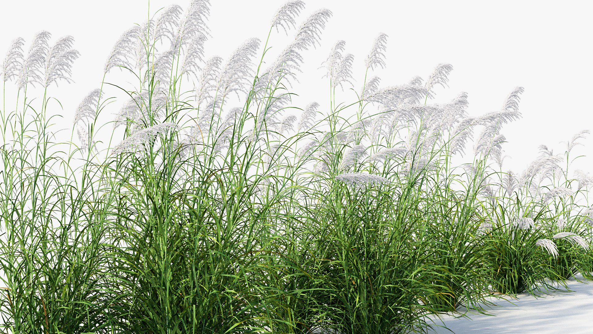 Miscanthus sacchariflorus Amur silver grass 3D Model 01 3D model ...