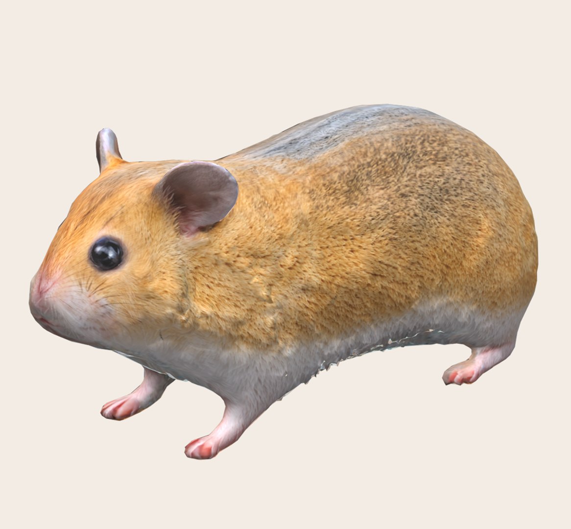 3D Hamster Model - TurboSquid 2286987