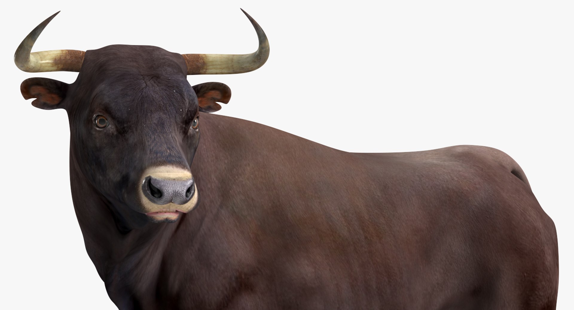 3D bull rigged model - TurboSquid 1244090