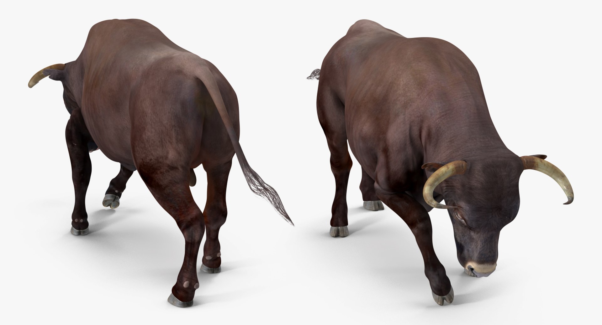 3D bull rigged model - TurboSquid 1244090
