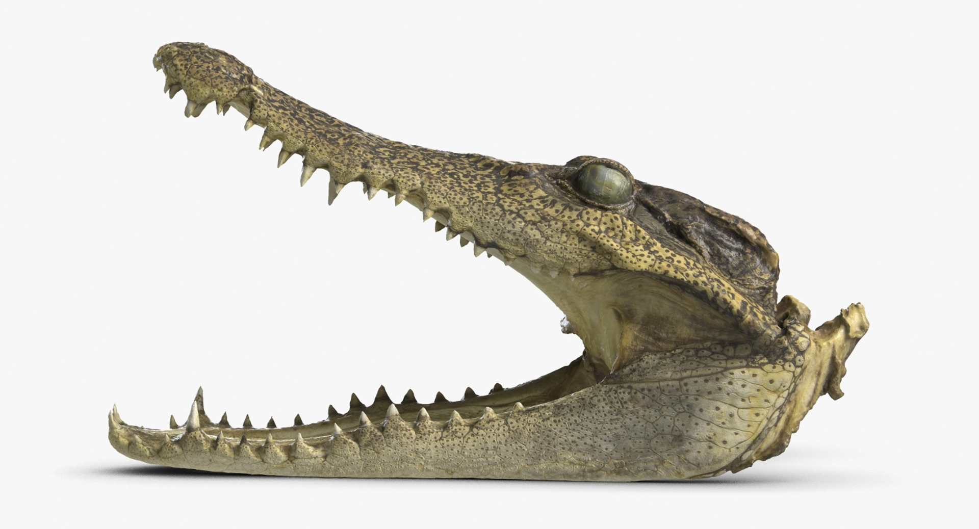 Crocodile Head Raw Scan Max