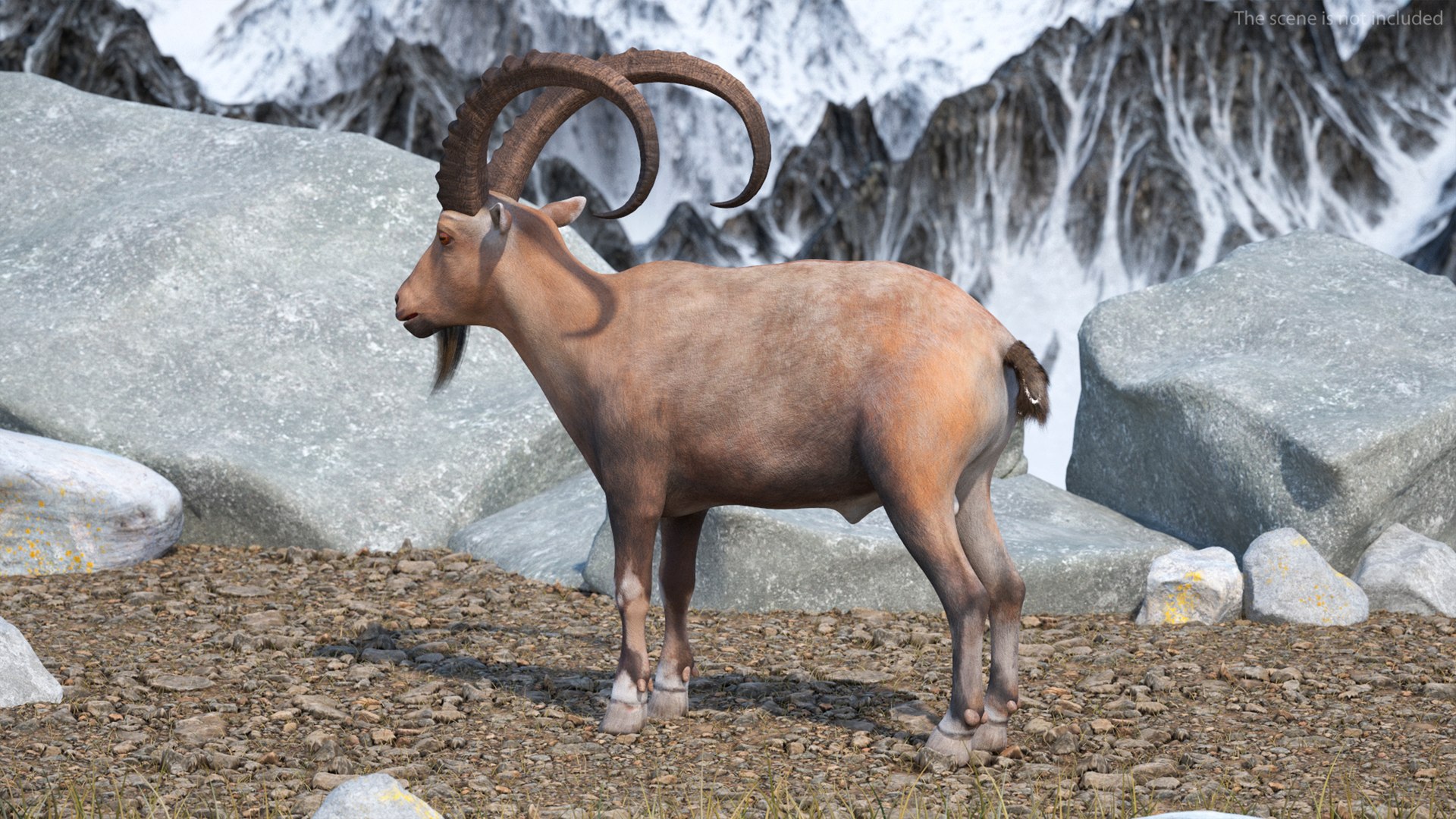 Alpine Ibex Rigged For Cinema 4D 3D - TurboSquid 2253649