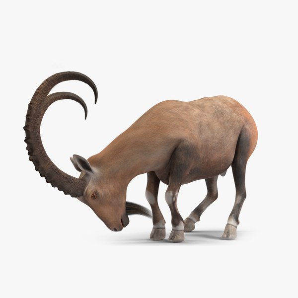 modelo 3d Alpine Ibex preparado para Cinema 4D - TurboSquid 2253649
