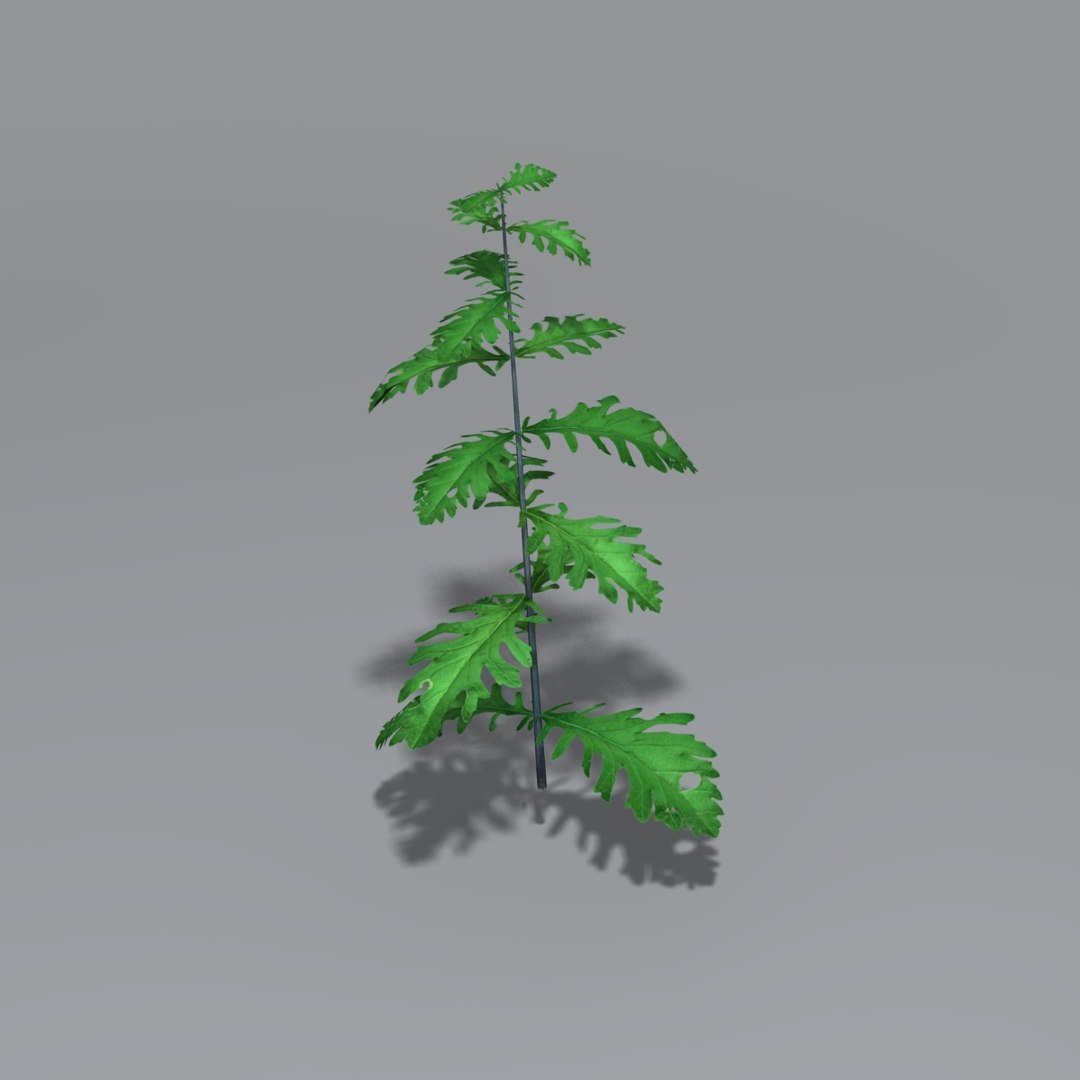 3d Model Perennial Weed Plant