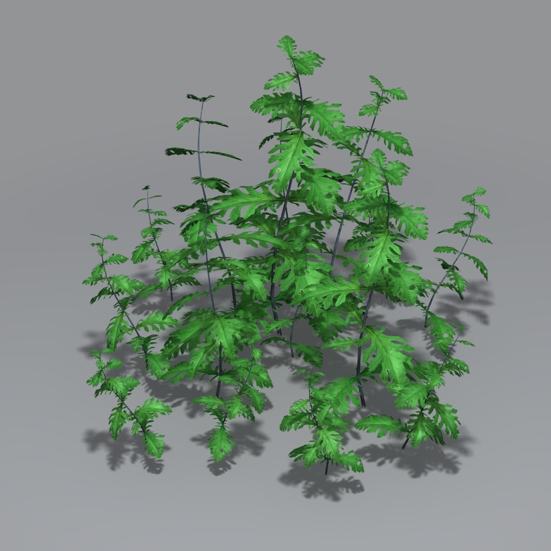 3d Model Perennial Weed Plant