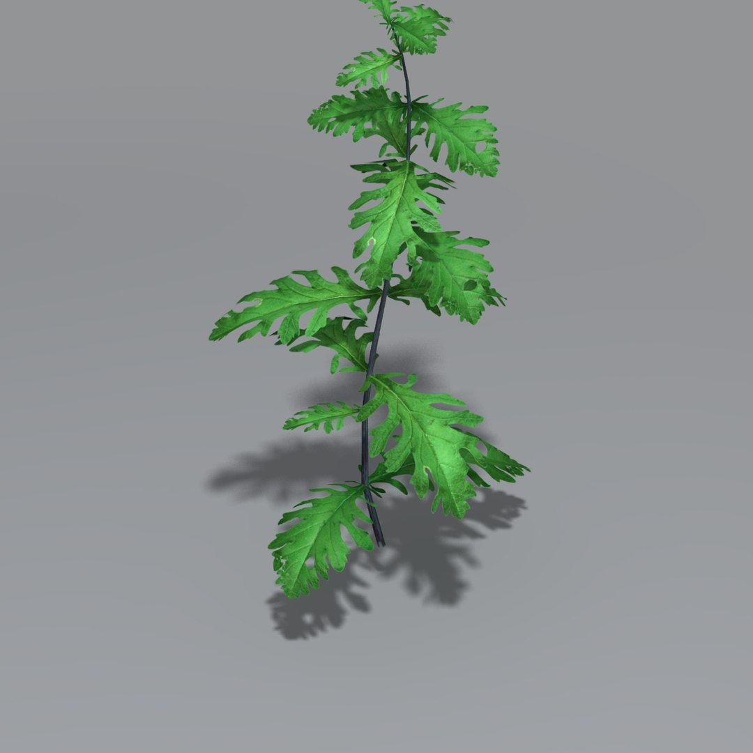 3d Model Perennial Weed Plant