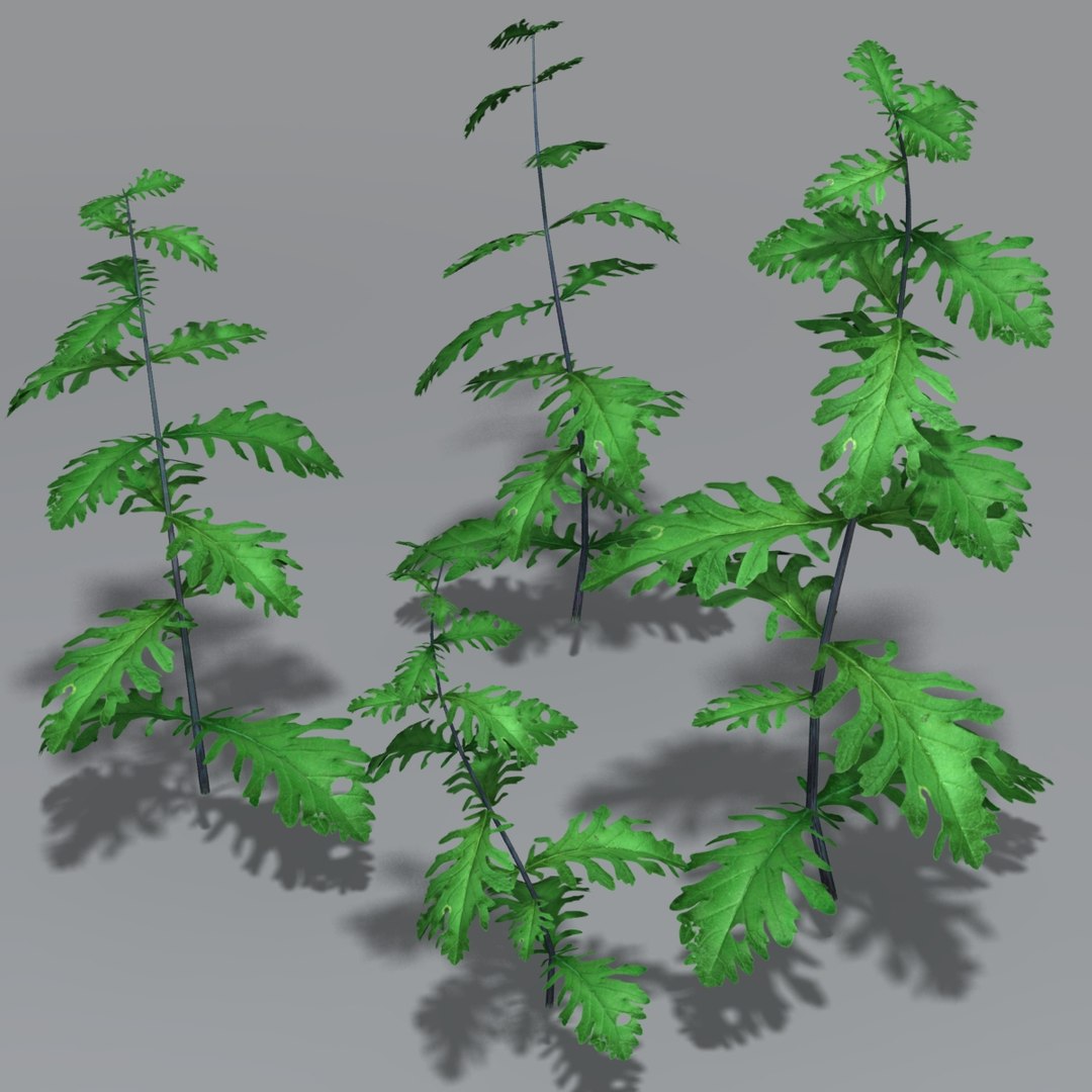 3d Model Perennial Weed Plant