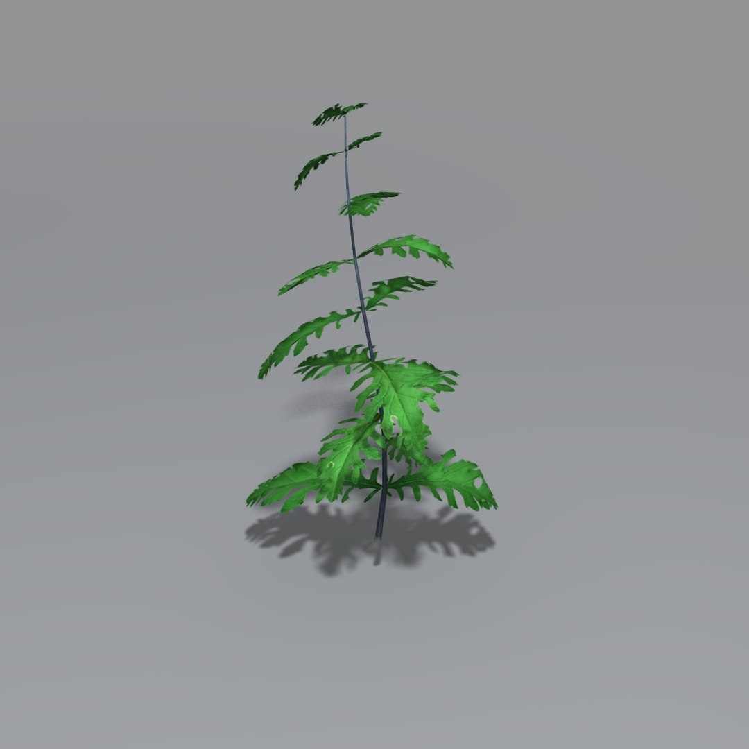 3d Model Perennial Weed Plant