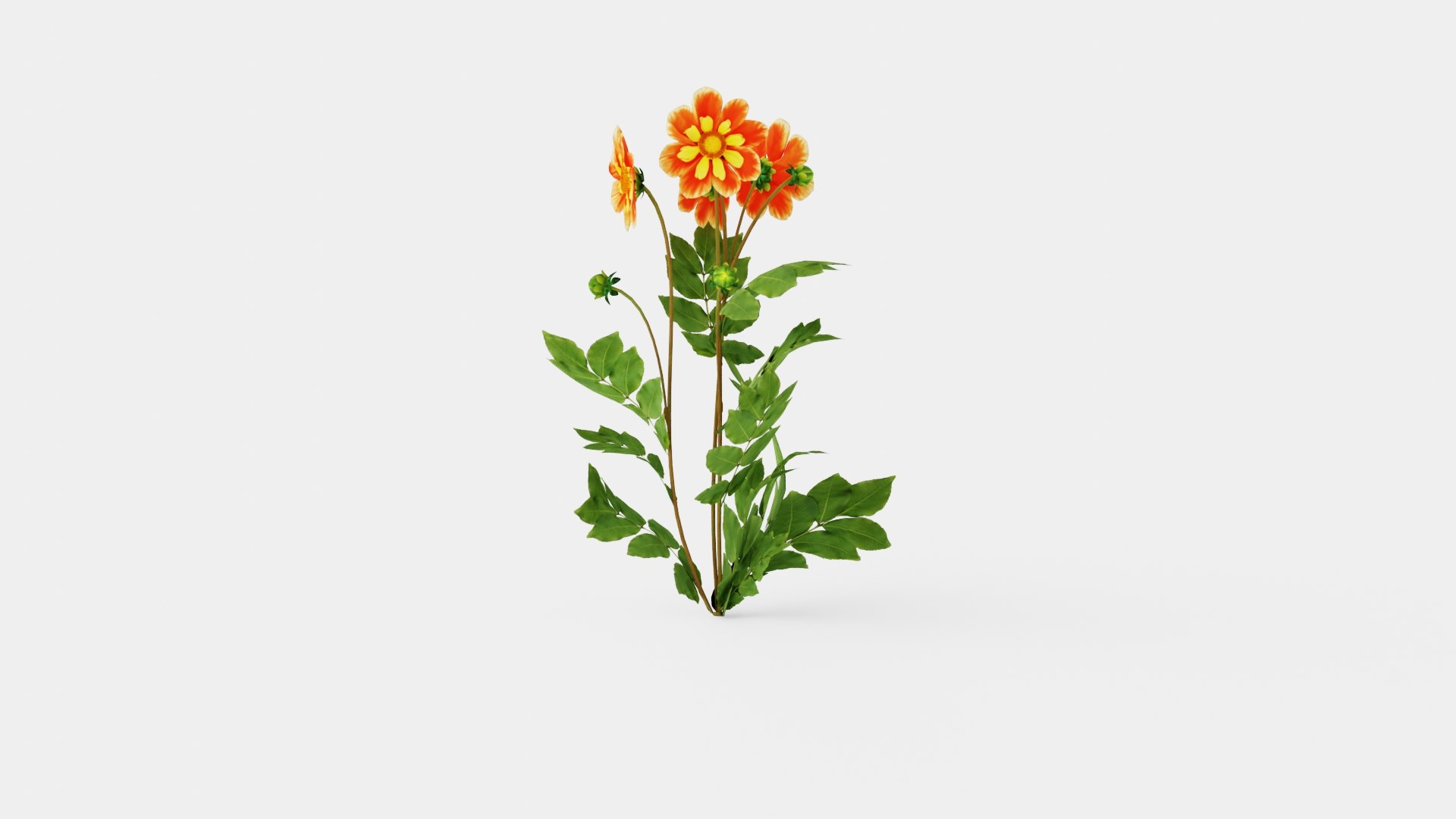 3D Model Dahlia Pooh - TurboSquid 2249121
