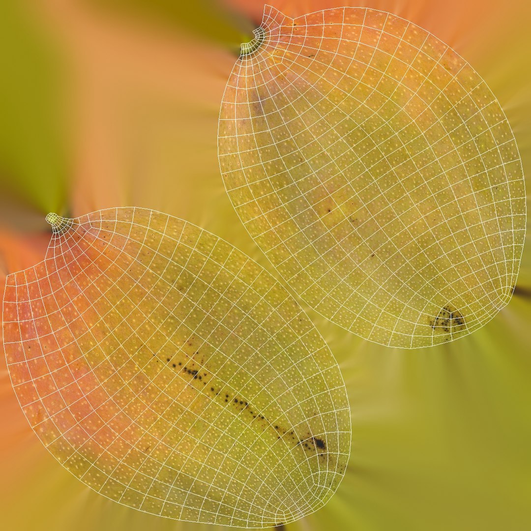 Mango Object 3D Model - TurboSquid 1286641