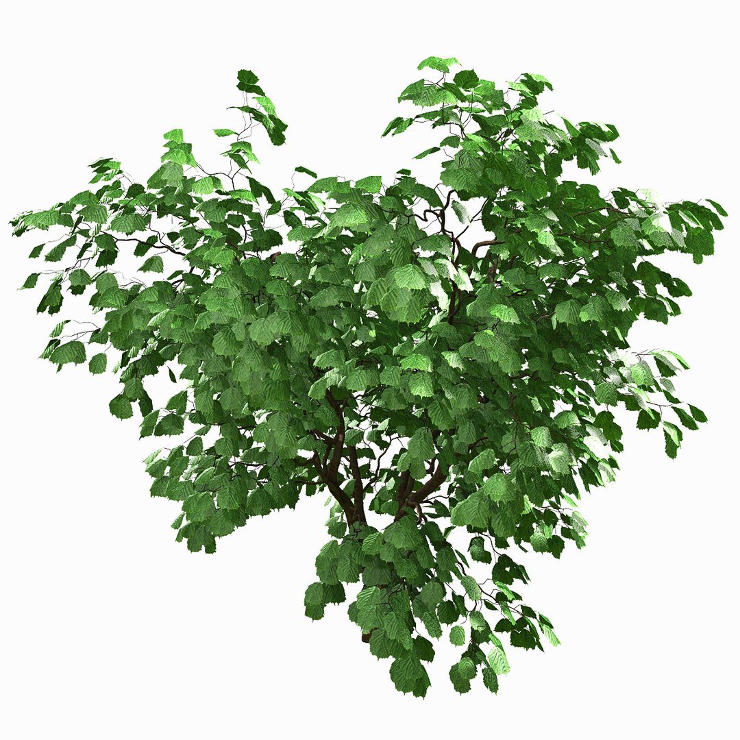 3d Tree Environment