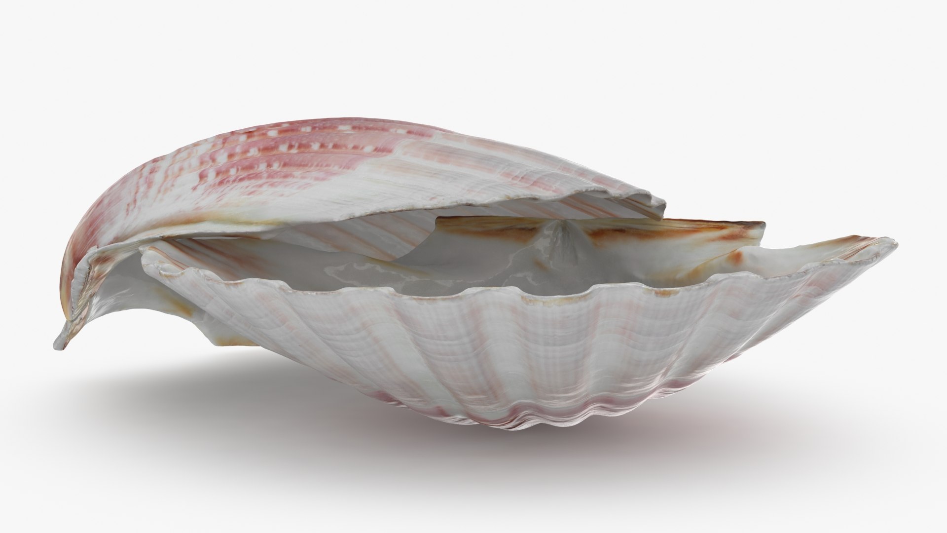 3D Clam Shell 01 Pose 2 - TurboSquid 2227629