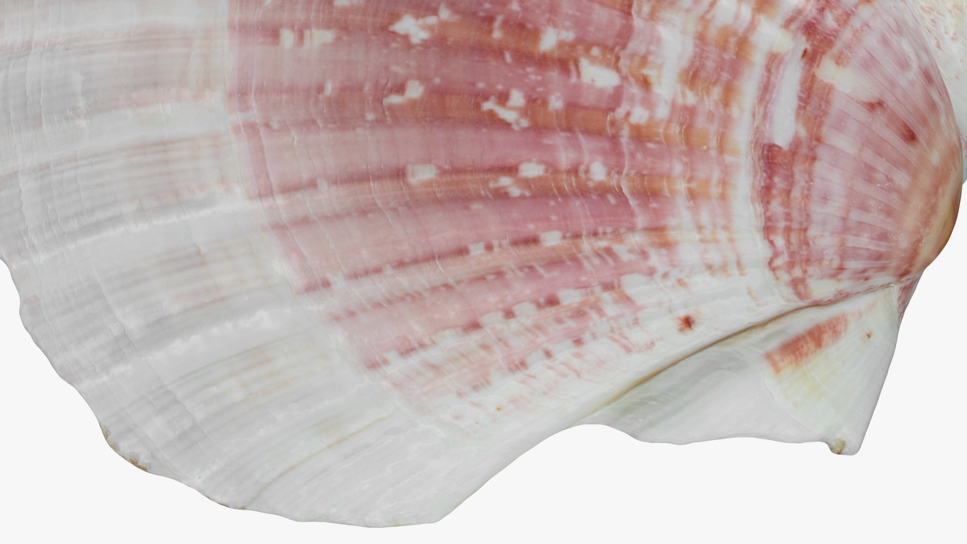 3D Clam Shell 01 Pose 2 - TurboSquid 2227629