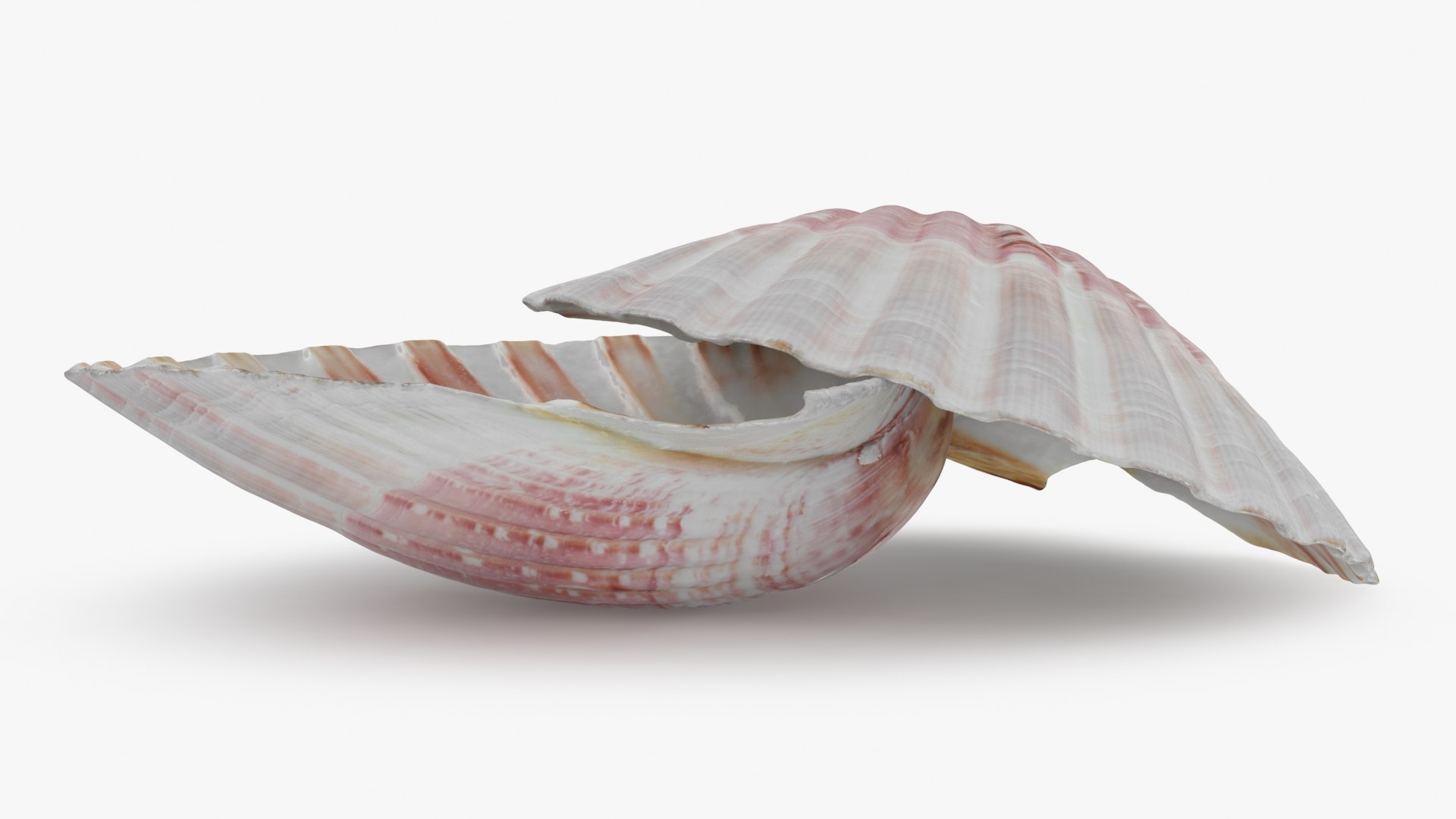 3D Clam Shell 01 Pose 2 - TurboSquid 2227629