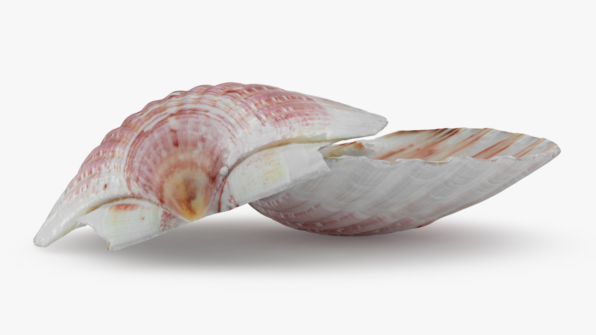 3D Clam Shell 01 Pose 2 - TurboSquid 2227629