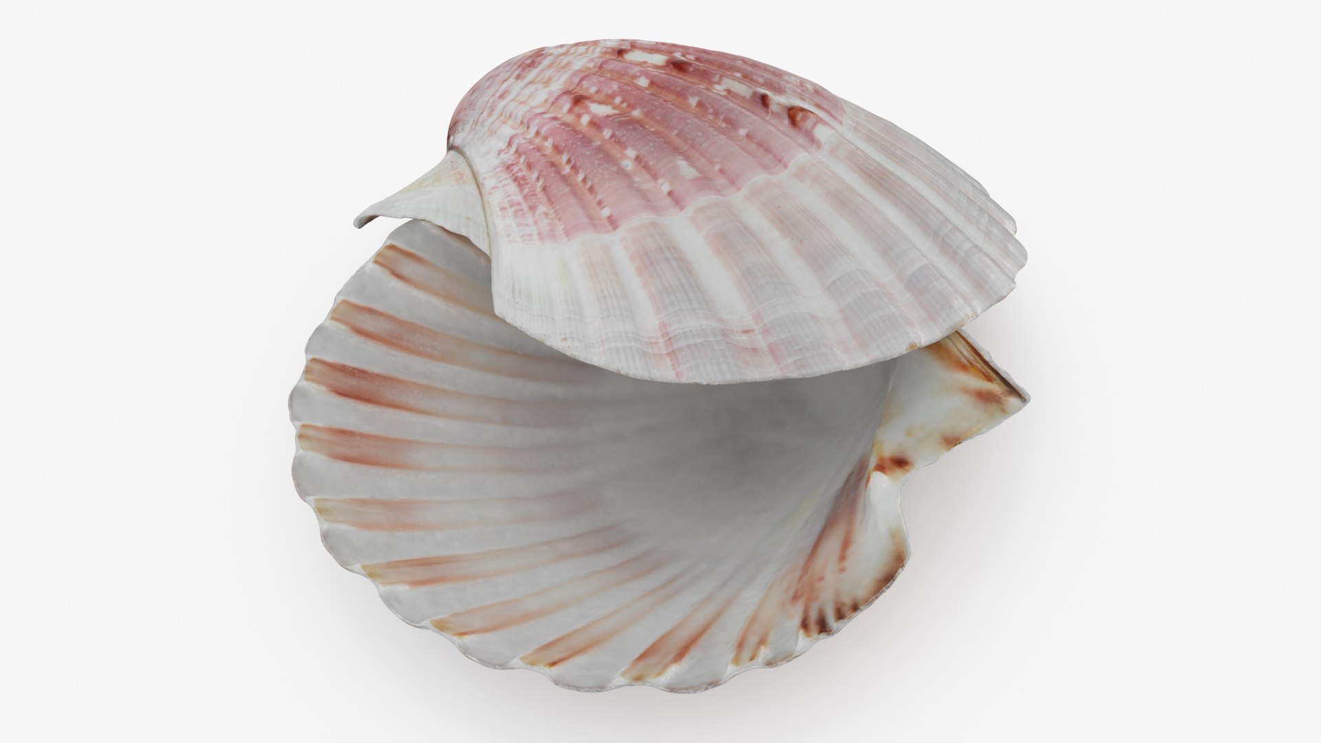 3D Clam Shell 01 Pose 2 - TurboSquid 2227629