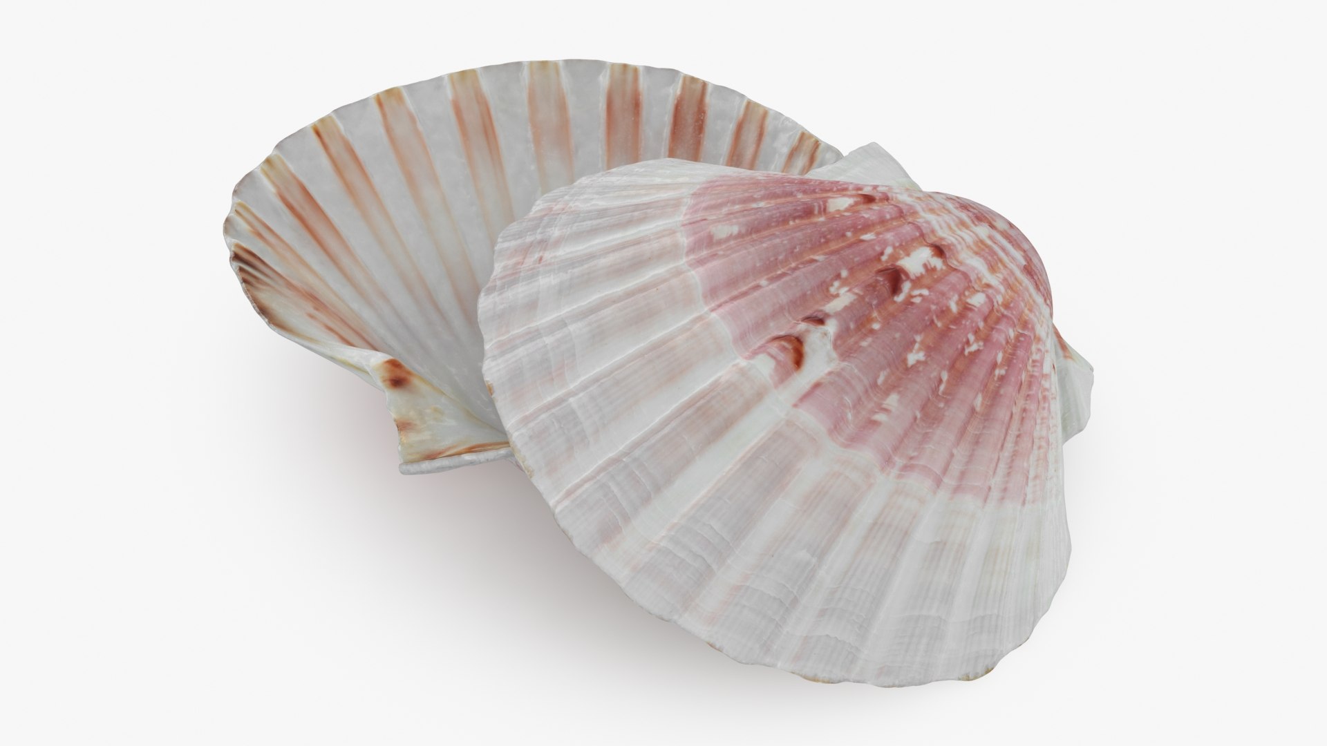 3D Clam Shell 01 Pose 2 - TurboSquid 2227629