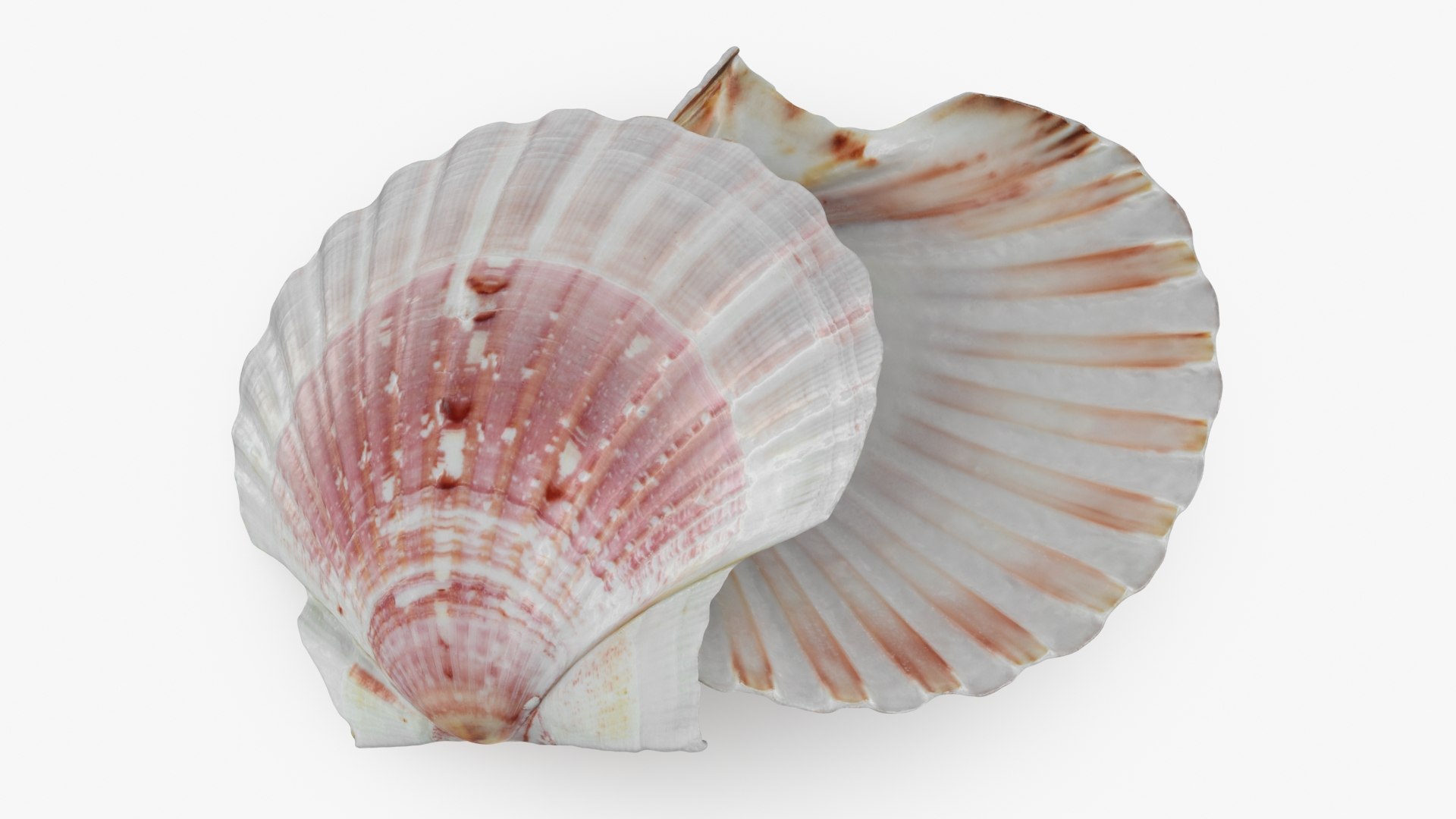 3D Clam Shell 01 Pose 2 - TurboSquid 2227629