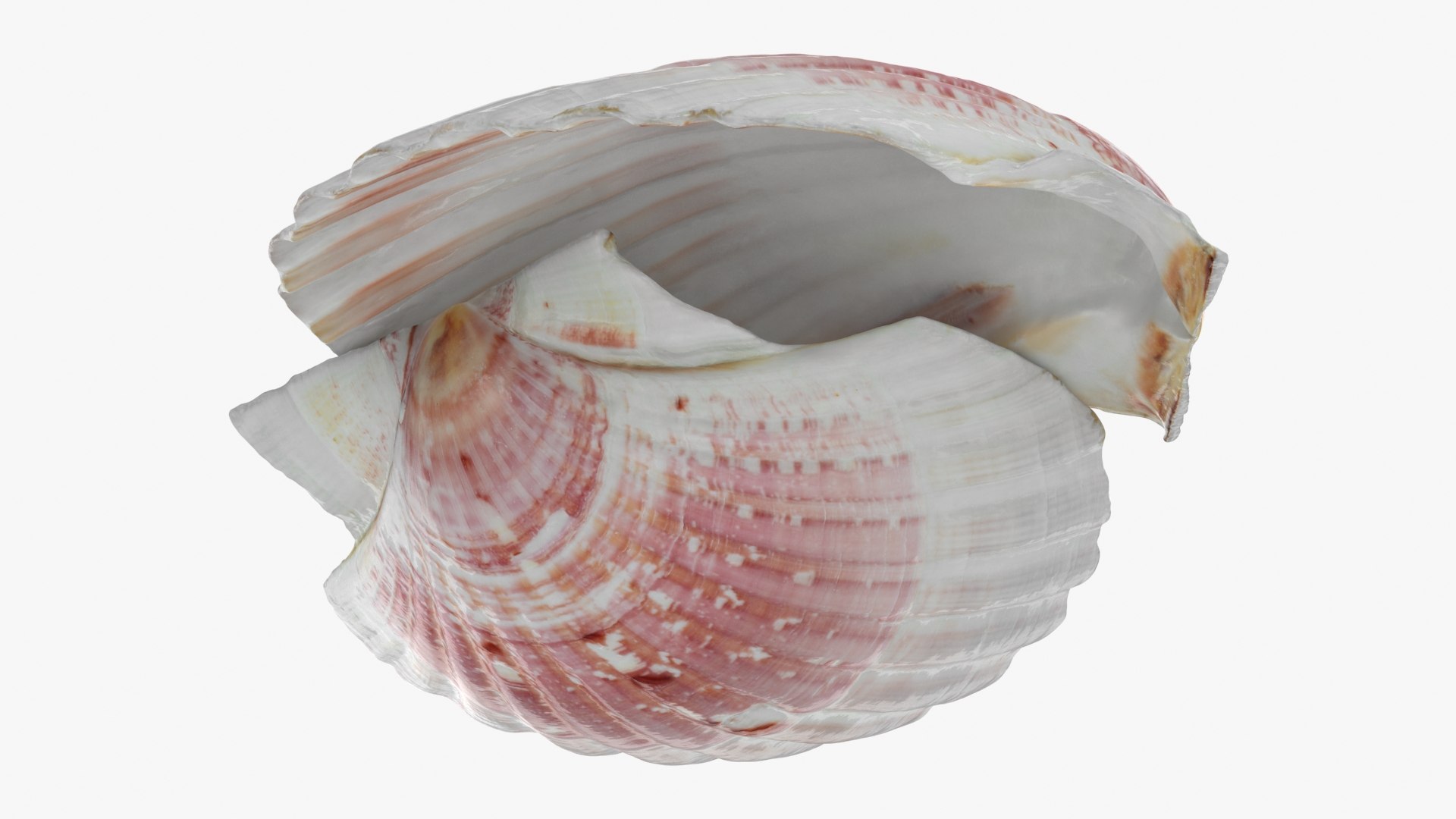 3D Clam Shell 01 Pose 2 - TurboSquid 2227629
