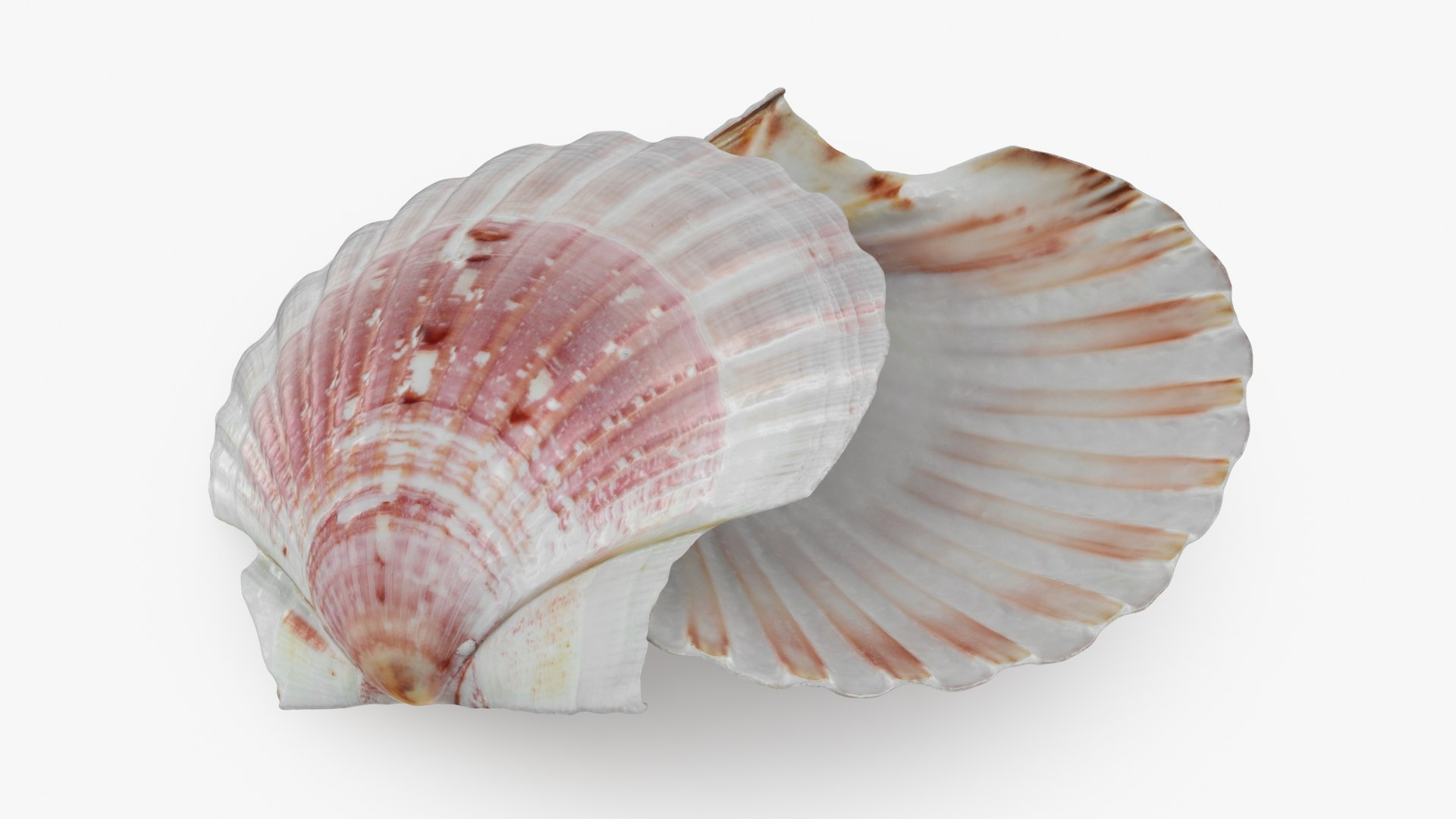 3D Clam Shell 01 Pose 2 - TurboSquid 2227629
