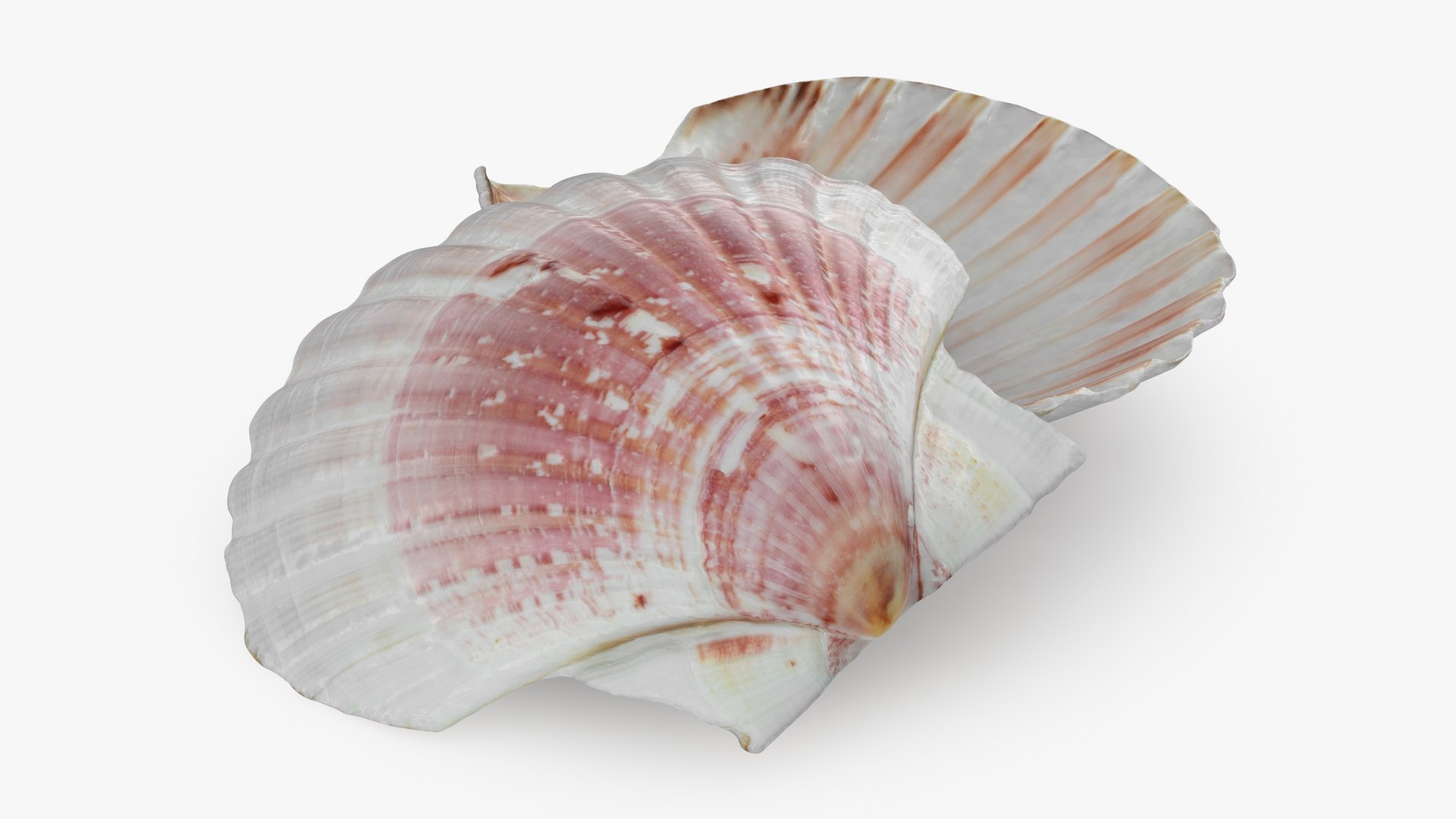 3D Clam Shell 01 Pose 2 - TurboSquid 2227629