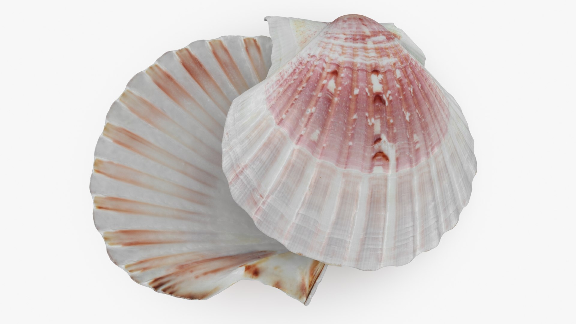 3D Clam Shell 01 Pose 2 - TurboSquid 2227629