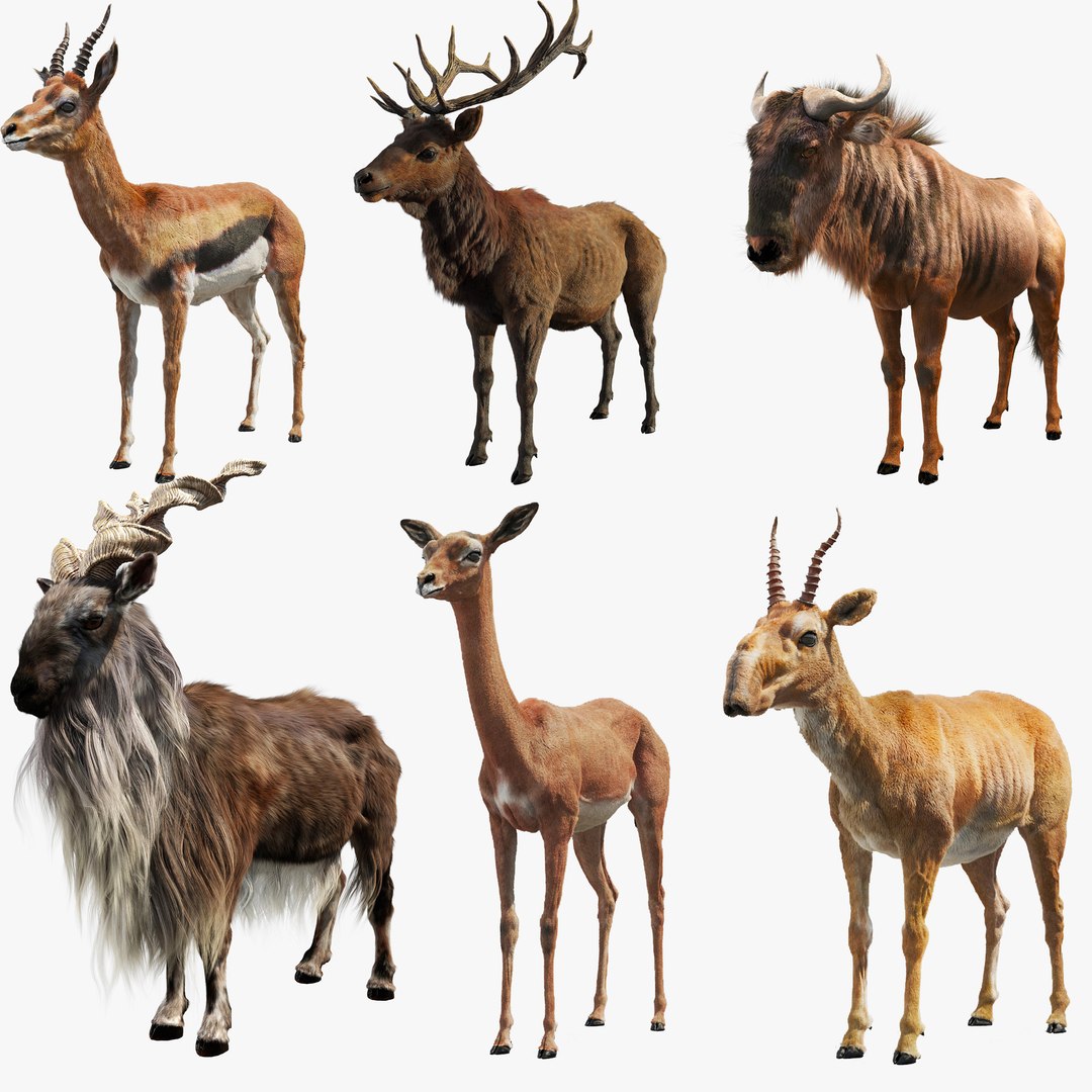 Wild Animals 3D model - TurboSquid 1758966
