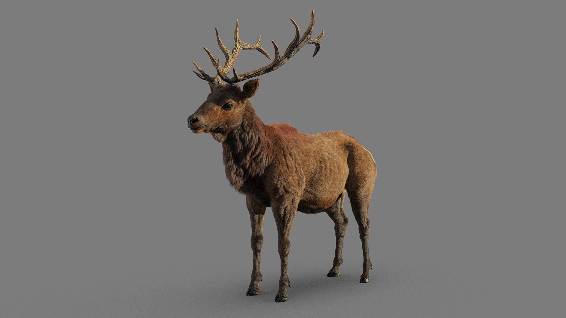 Wild Animals 3D Model - TurboSquid 1758966