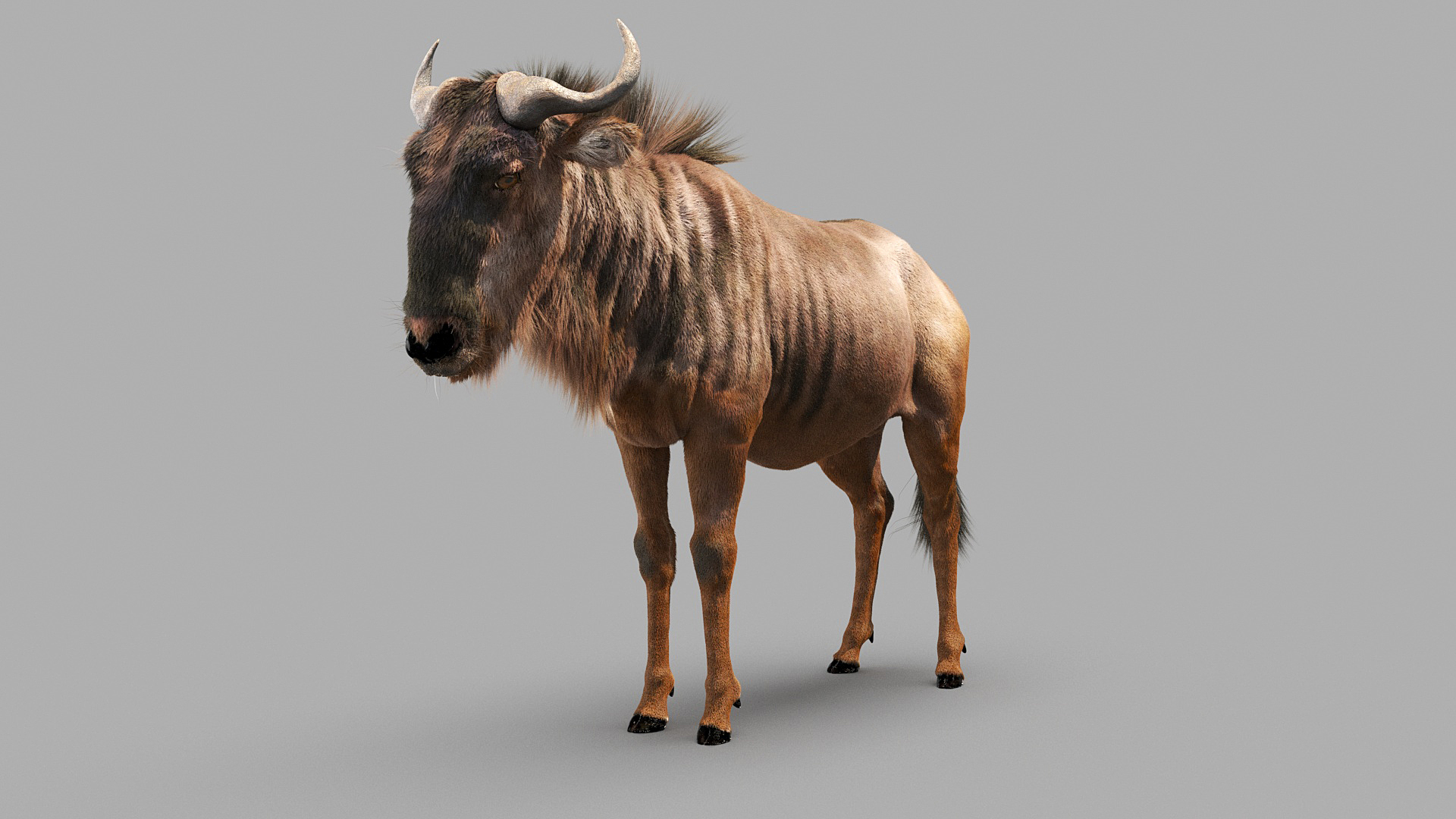 Wild Animals 3D Model - TurboSquid 1758966