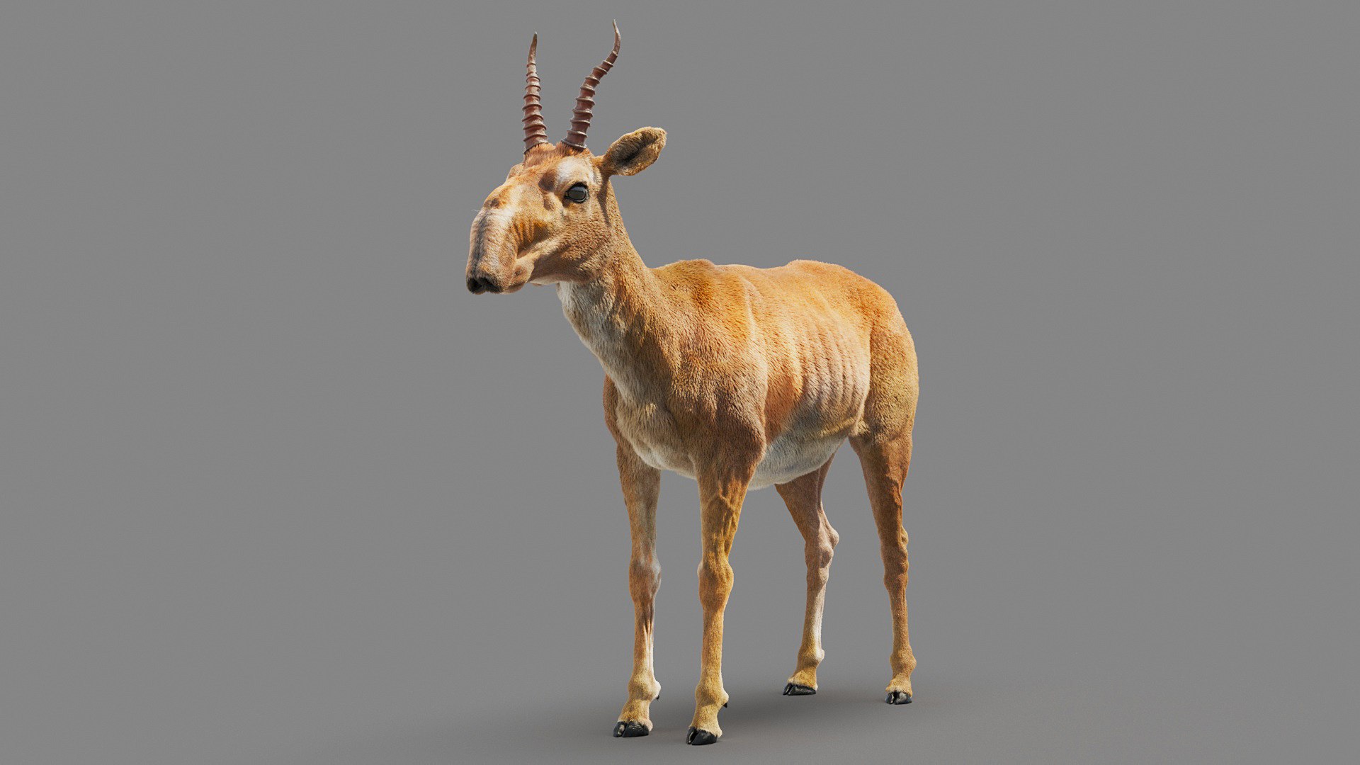 Wild Animals 3D Model - TurboSquid 1758966
