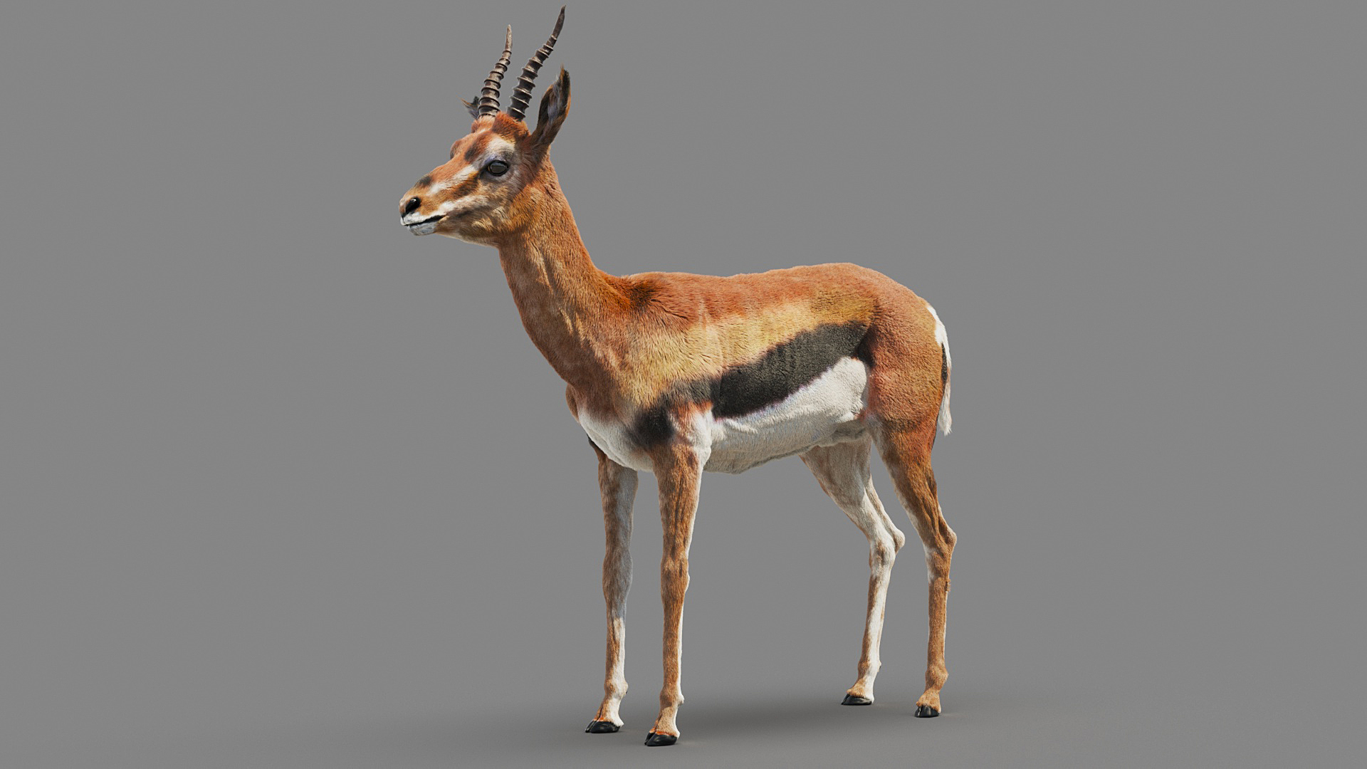 Wild Animals 3D Model - TurboSquid 1758966
