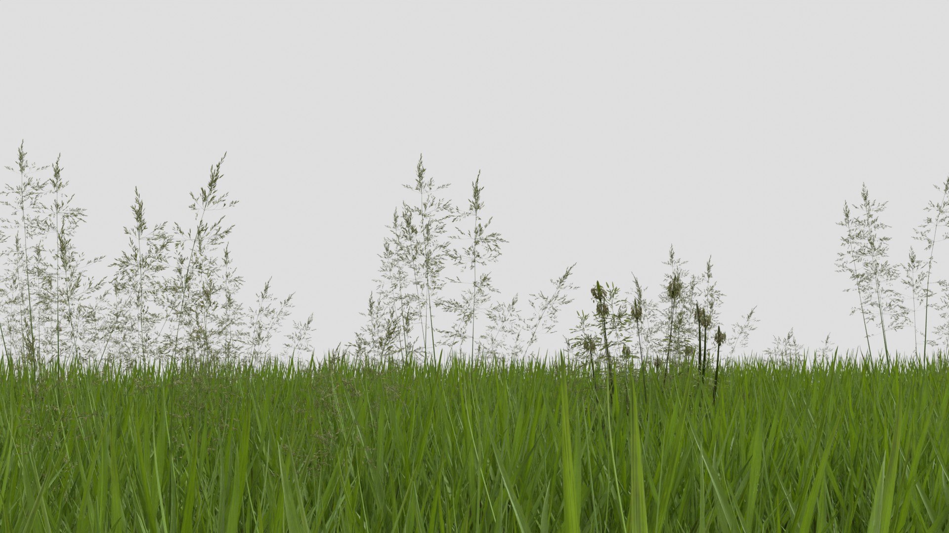 3D REALISTIC GRASS - TurboSquid 2117911