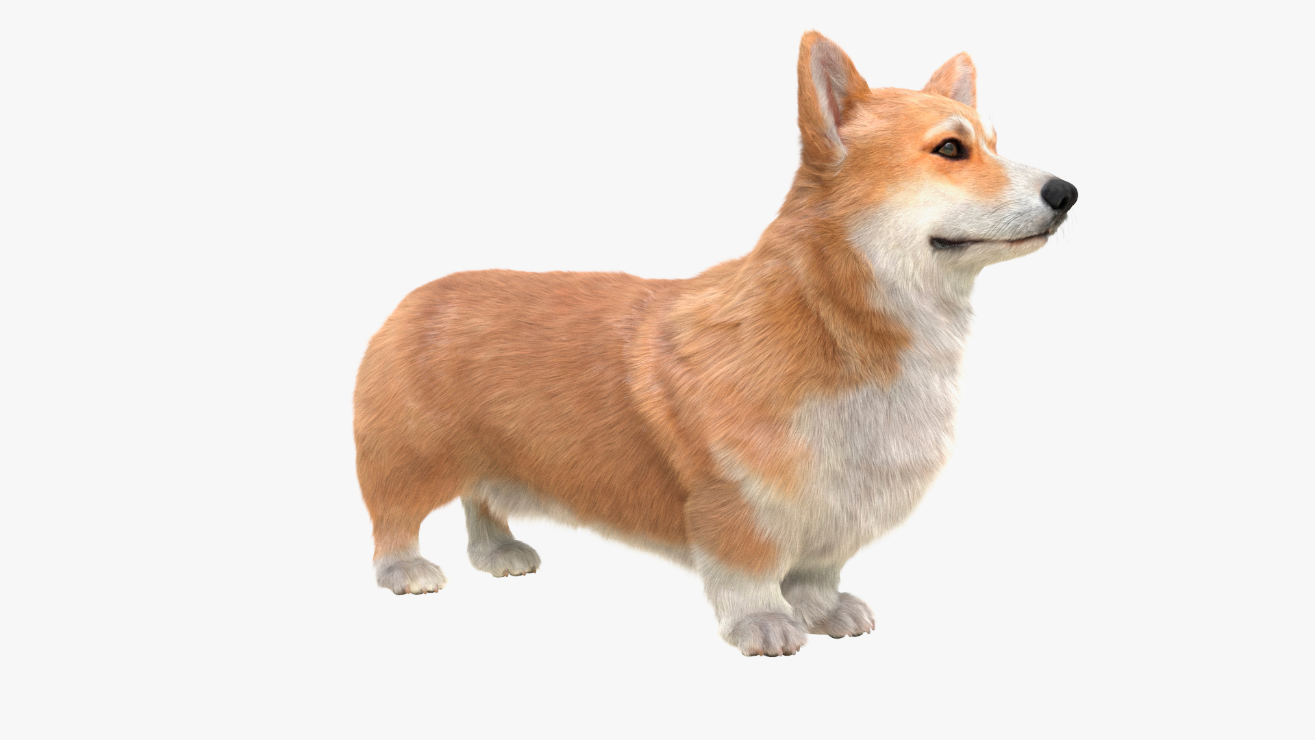 3D Model Pembroke Welsh Corgi Dog Fur For Maya - TurboSquid 2421955