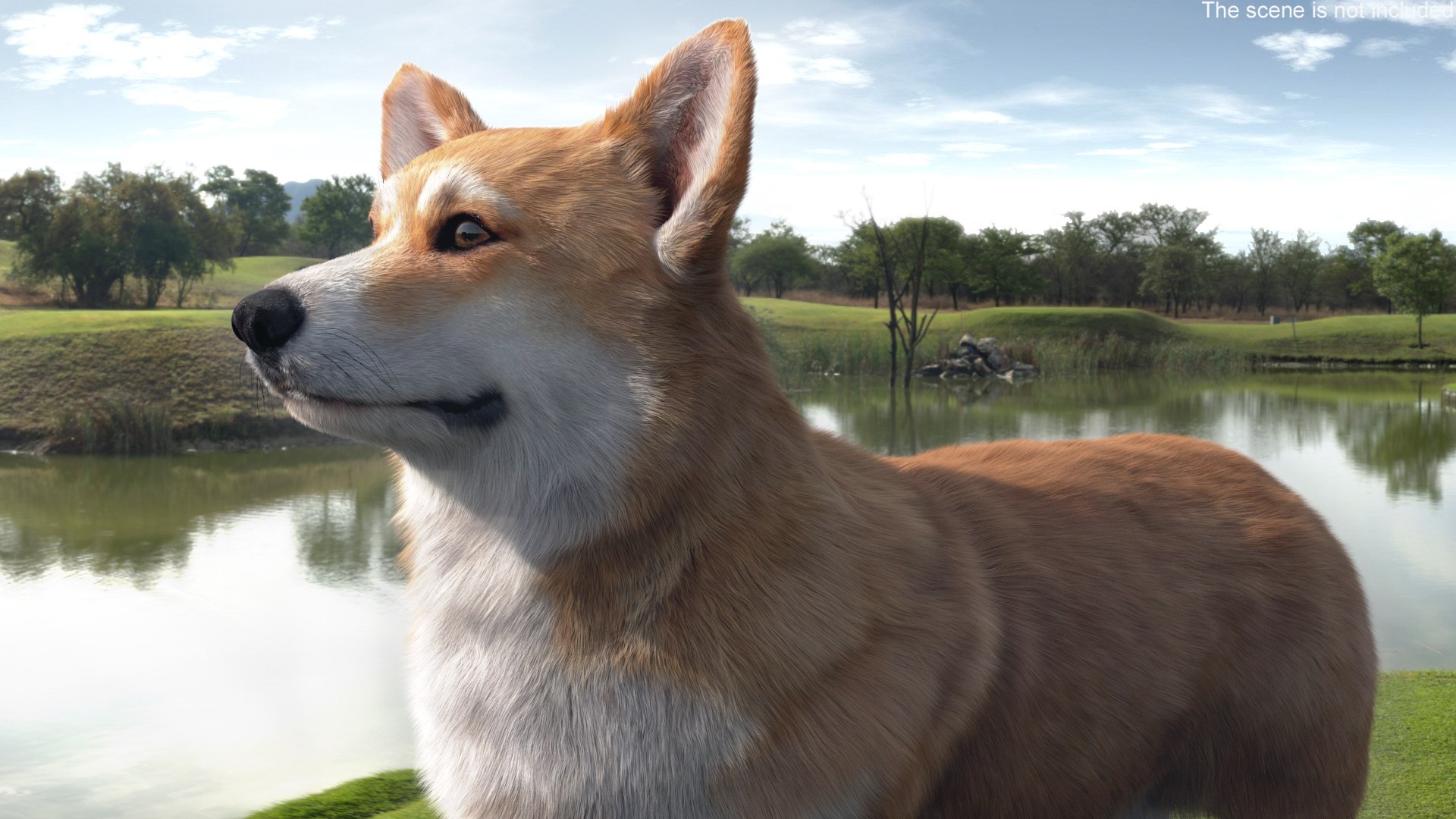 3D Model Pembroke Welsh Corgi Dog Fur For Maya - TurboSquid 2421955