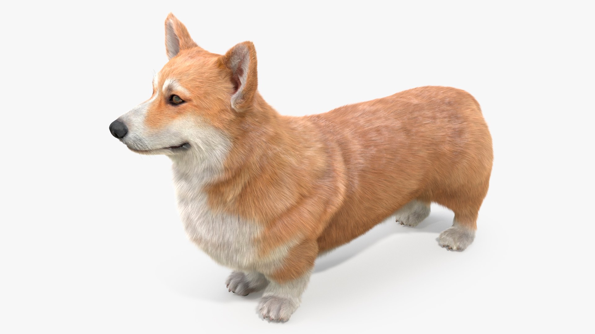 3D Model Pembroke Welsh Corgi Dog Fur For Maya - TurboSquid 2421955