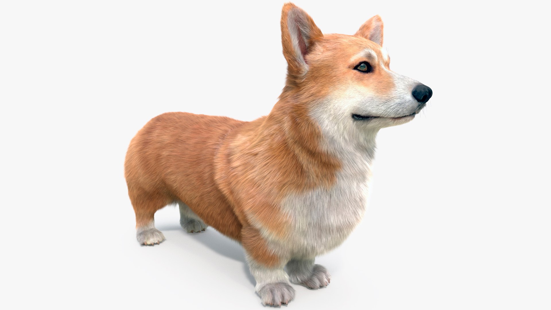 3D Model Pembroke Welsh Corgi Dog Fur For Maya - TurboSquid 2421955