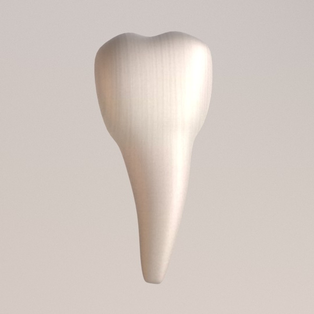 3d Model Of Premolar