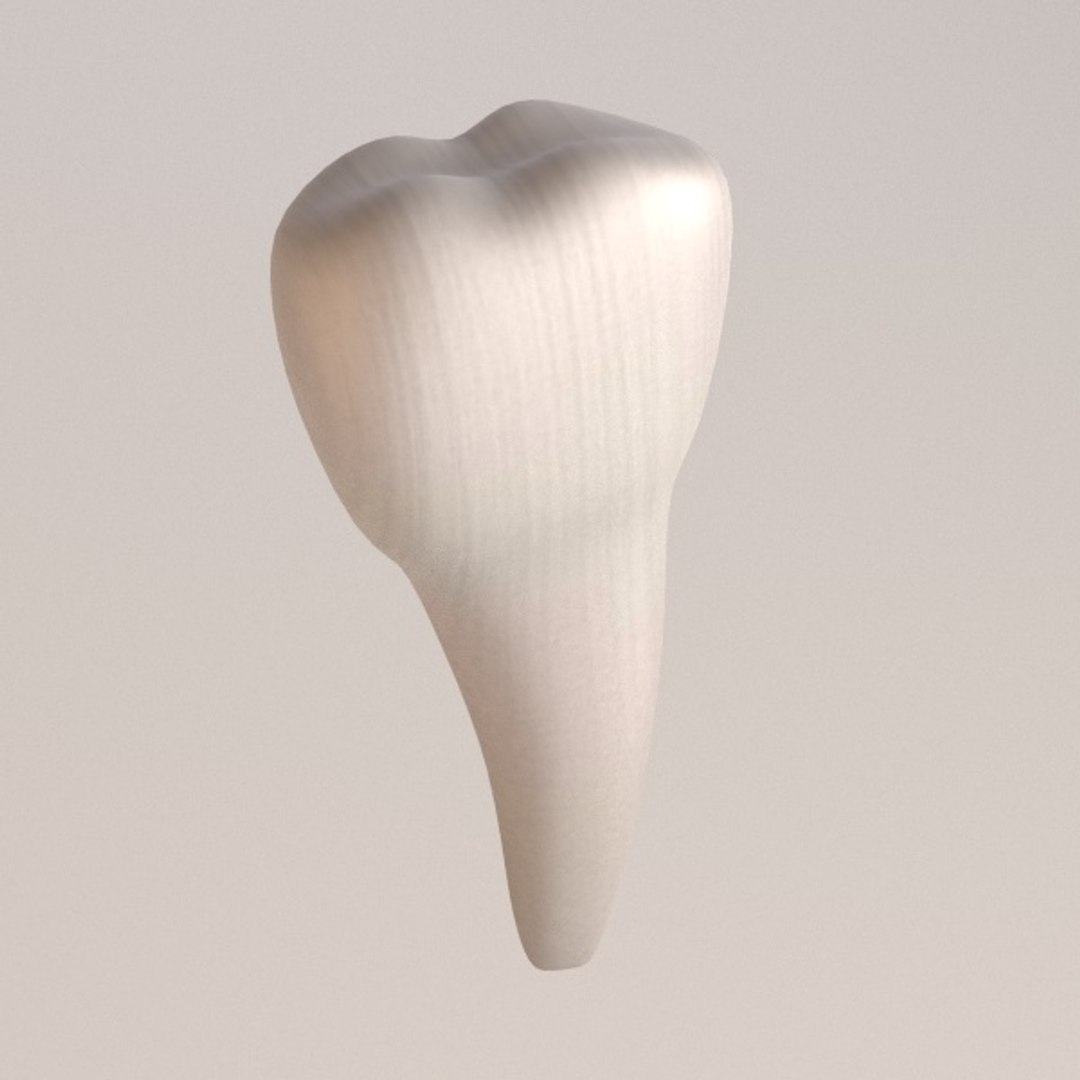 3d Model Of Premolar