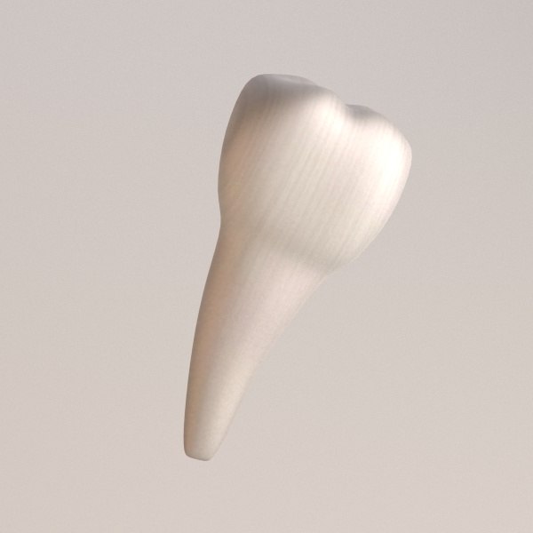 3d model of premolar