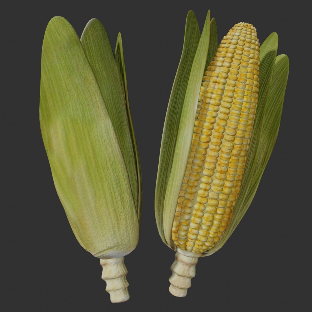 Corn model - TurboSquid 1778928