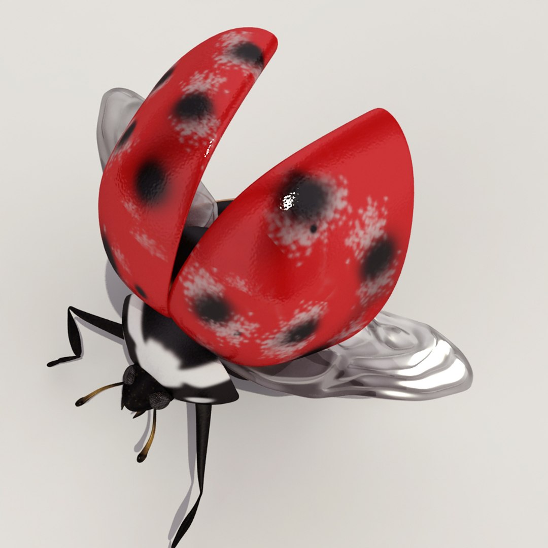3ds ladybug modelled