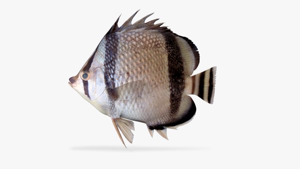 3d model luxilus cardinalis cardinal shiner