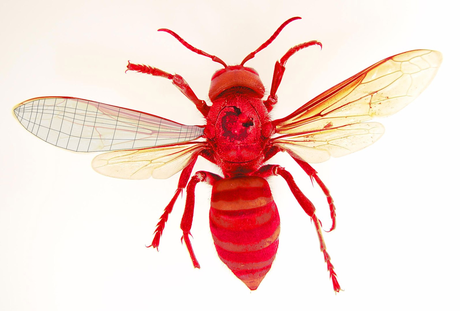 3D Executioner Wasp Model - TurboSquid 1400350