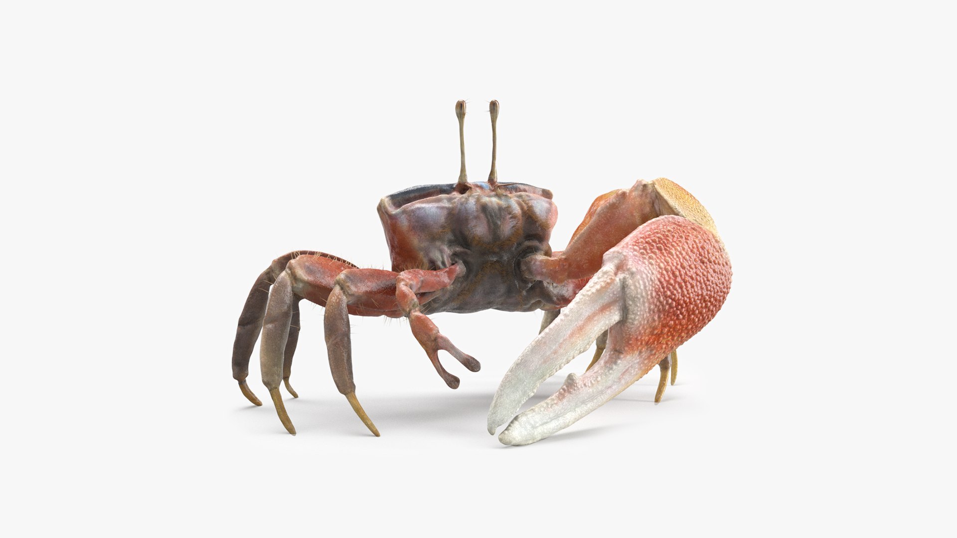 Male Fiddler Crab Rigged And Animated 3D - TurboSquid 1945656