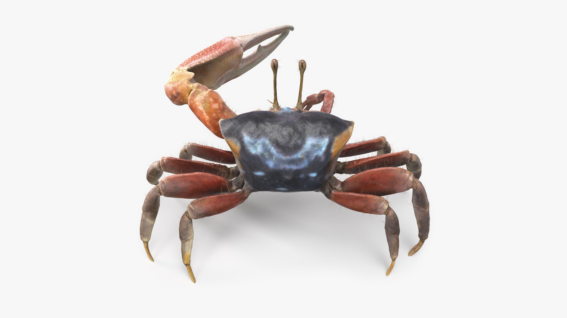 Male Fiddler Crab Rigged and Animated Modelo 3D - TurboSquid 1945656